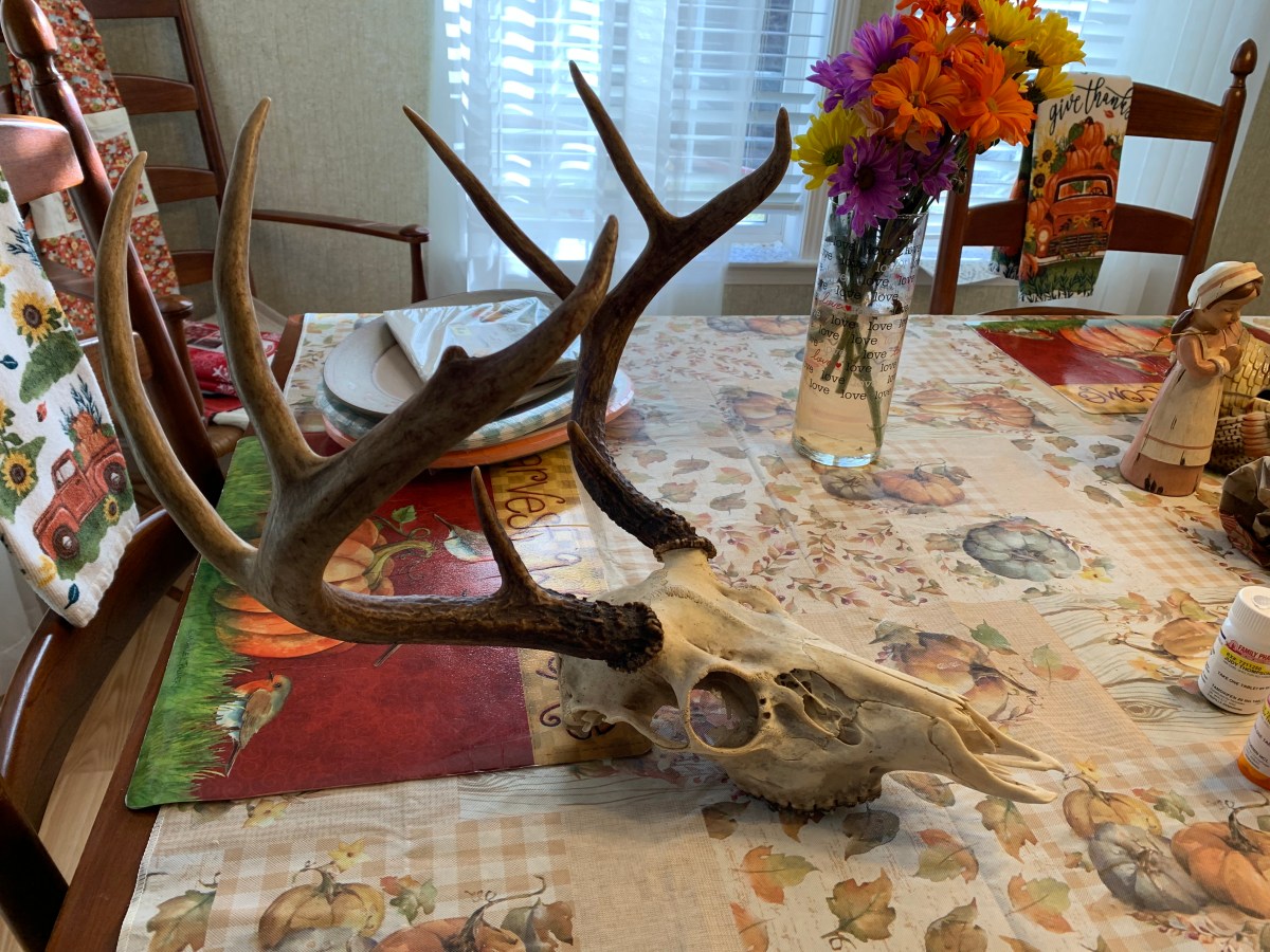 This year’s trophy mount – Scattered Shots