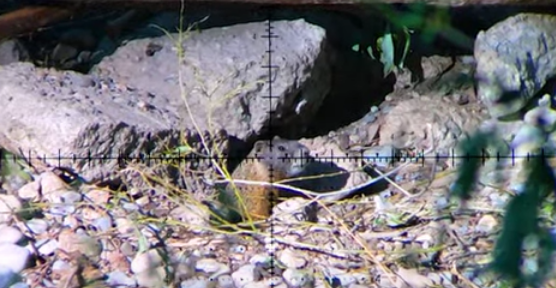 .30 Caliber Slugs vs Chucks & Raccoons! – Scattered Shots